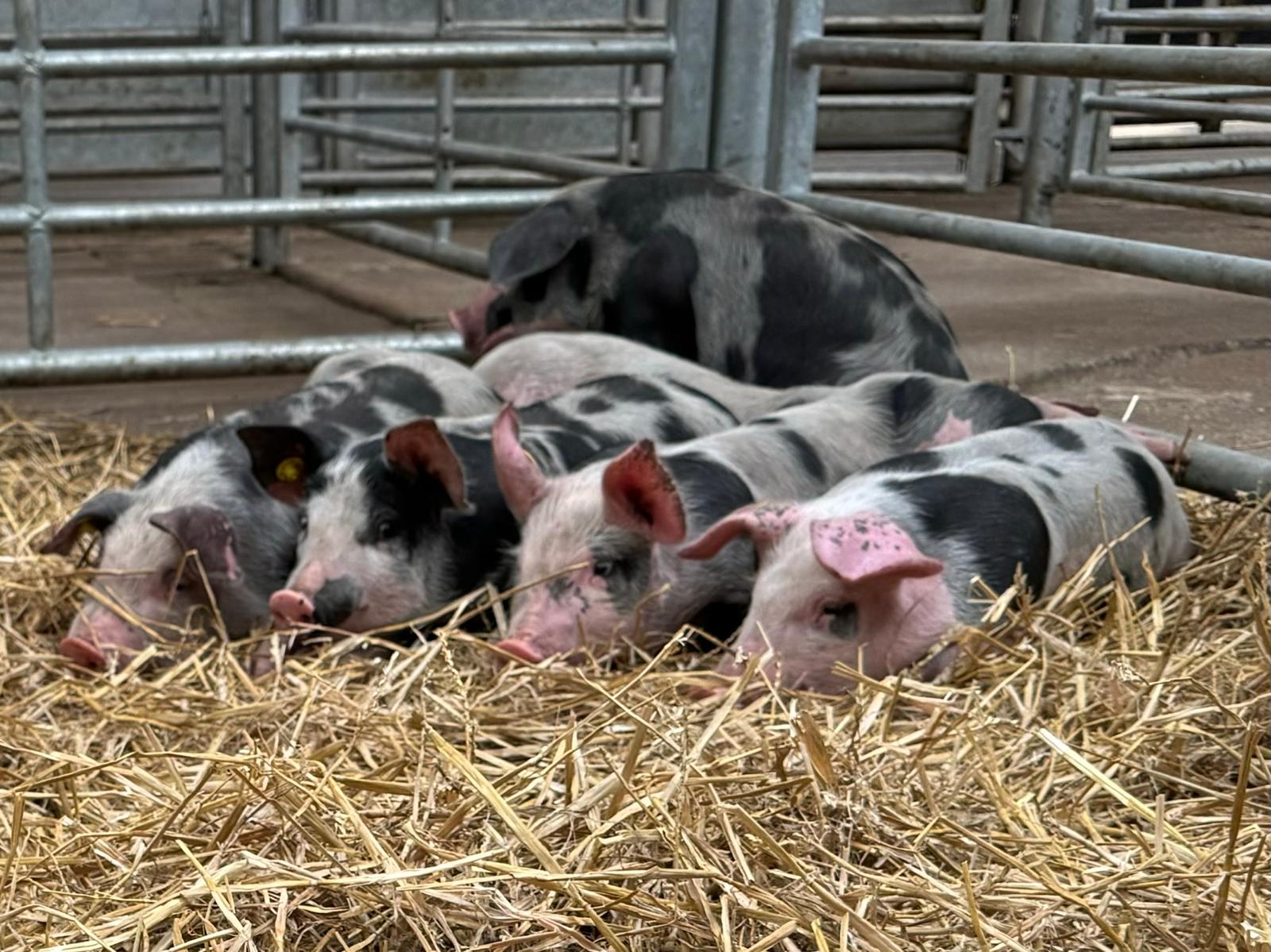 From Halifax to Lanark: A Week of Livestock Success - Pedigree ...
