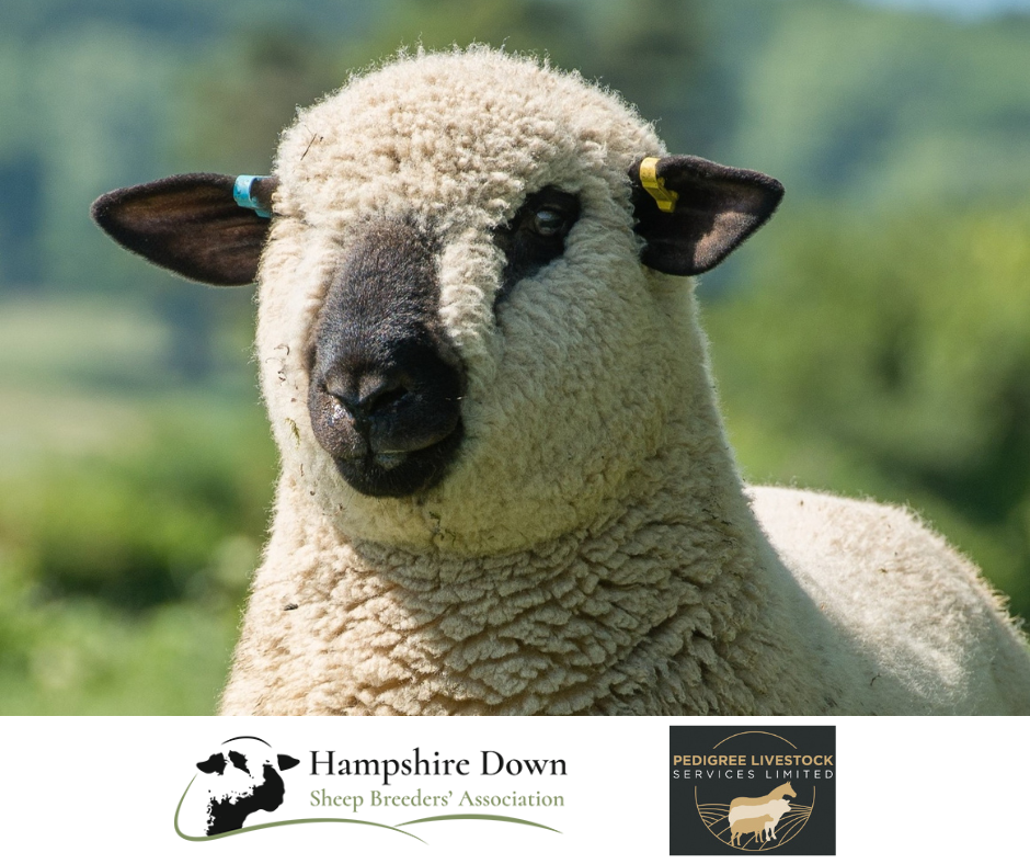 Hampshire Down Sheep Breeders Association joins forces with Pedigree ...